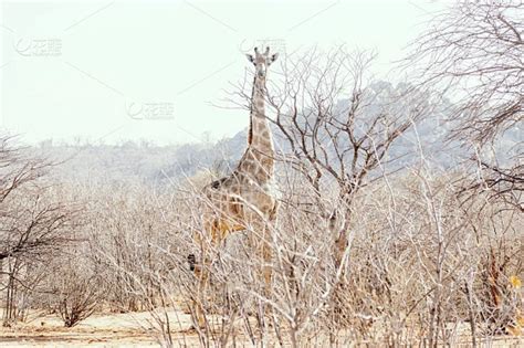 大草原上的高长颈鹿素材 花瓣网