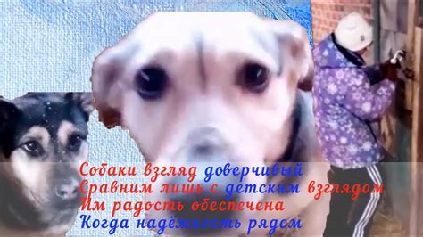 Стыдно смотреть в глаза Собакам - YouTube