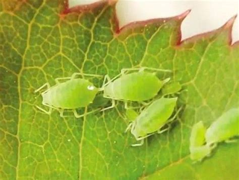 蔬菜常见虫害防治简介（一） 知乎