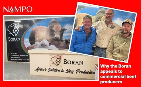 Boran The Ideal Choice For The Commercial Farming Sector Farmers Weekly Sa