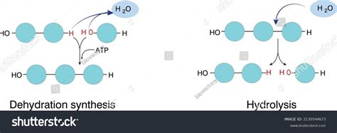 Main Difference Between Dehydration Synthesis Hydrolysis เวกเตอรสตอก ปลอดคาลขสทธ
