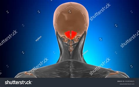 Rectus Capitis Posterior Major