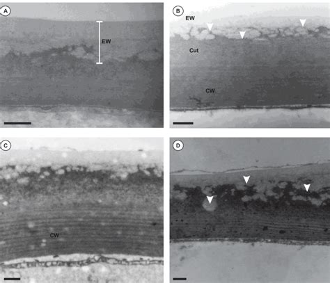 Tem Micrographs Of The Adaxial Periclinal Cell Walls Of Coffee Plants