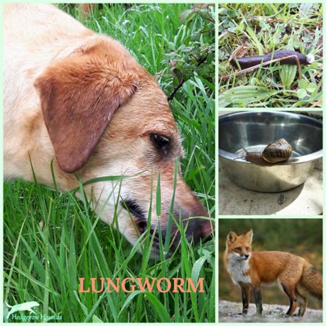 Lungworm Prevalance Study Your Help Needed Ennis Vet Clinic