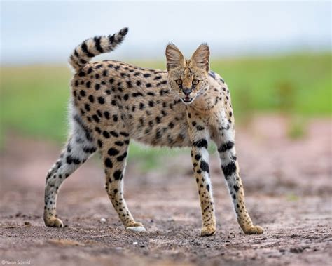 African Serval Cat Information And Facts