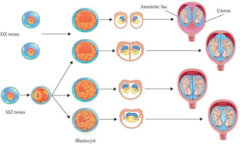 Cloning And Embryo Splitting In Mammalians Brief History Methods And