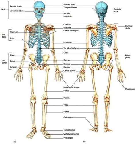 SKELETAL SYSTEM FUNCTIONS STRUCTURES PT Skills