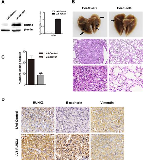 Runx3 Regulates Renal Cell Carcinoma Metastasis Via Targeting Mir 6780a