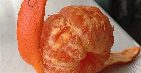An Orange Snail Imgur