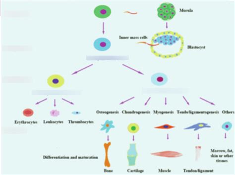 Cells And Tissues Diagram Quizlet