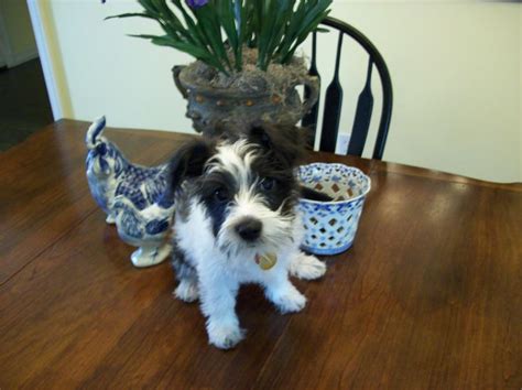 Jackapoo Puppy At 3 Months Old