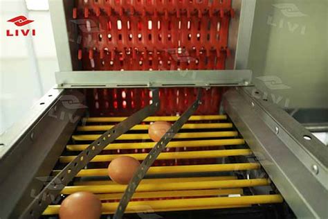 Automatic Egg Collection Equipment Livi