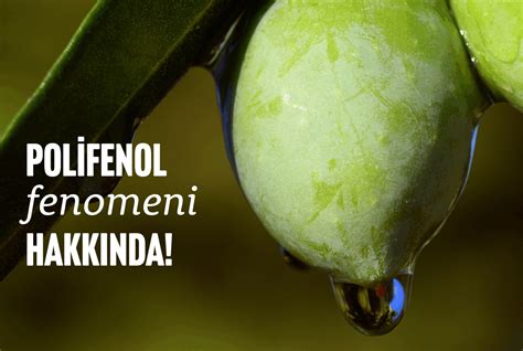 Zeytinyağı Polifenolü Nedir