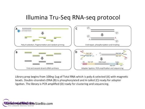 Ppt Hands On Tutorial Rna Seq Analysis Using Cluster Computing