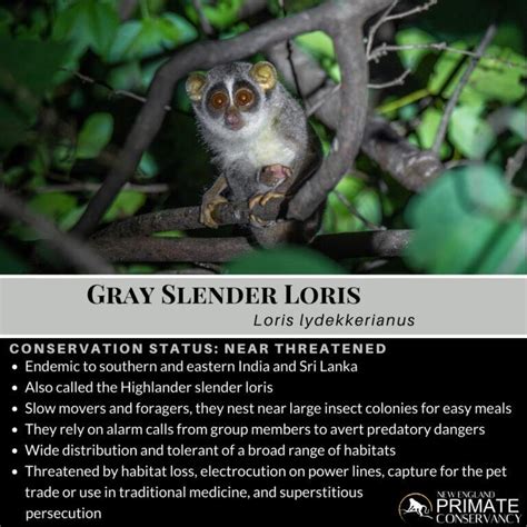 Gray Slender Loris Loris Lydekkerianus New England Primate Conservancy