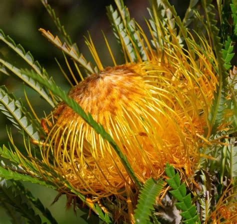 Showy Dryandra Dryandra Formosa 5 Seeds My Seeds