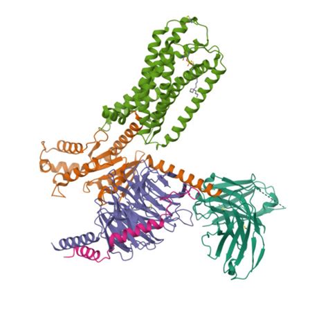 Rcsb Pdb 8xbe Human Gpr34 Gi Complex Bound To S3e Lysops