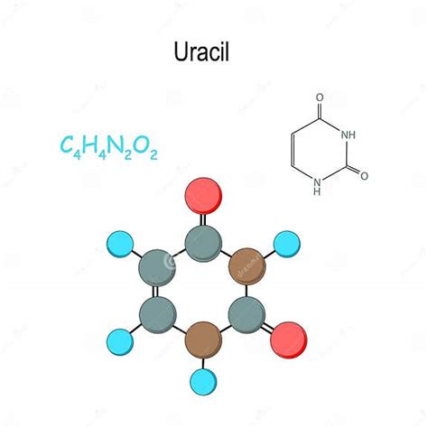 Uracile Formule Structurelle Et Modle Chimiques De Molcule C4h4n2o2