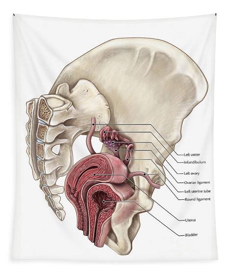 Uterus Cross Section Free Female Reproductive System Cross Section