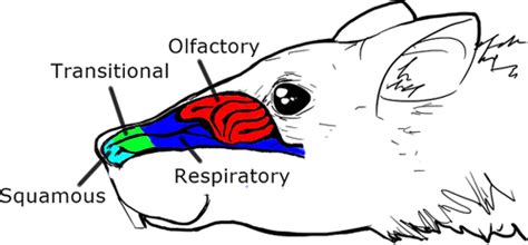 The Nasal Cavity Of The Rat And Mouse—source Of Mesenchymal Stem Cells