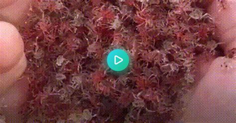 This Is What Millions Of Crabs Looks Like Nature Awesomeness