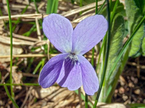 Violet By Casioppea On Deviantart