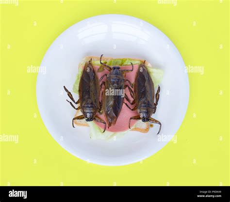 A Big Beetle On Toast On Plate Offer Of Edible Insects Fried Giant