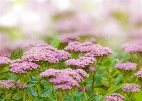 Treasure Flower Background Images Hd Pictures And Wallpaper For Free