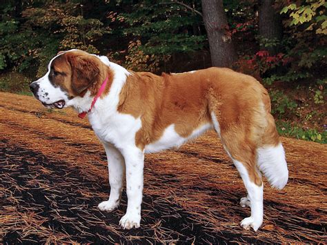 Filest Bernard Dog 001 Wikimedia Commons