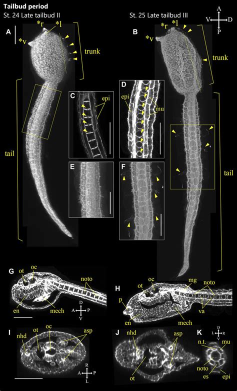 Ascidiella Aspersa Embryos At The Latter Of Tailbud Period Embryos