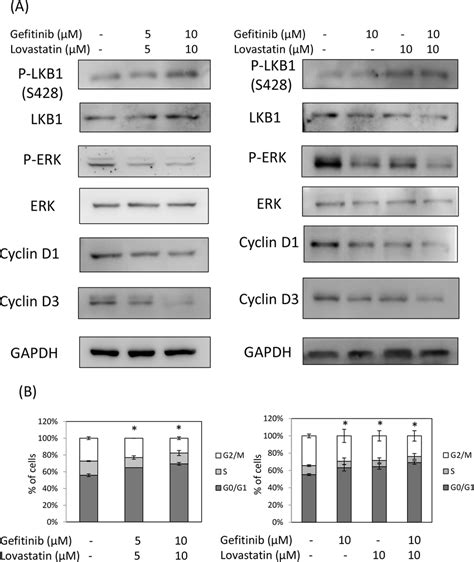 Combined Treatment Of Lovastatin And Gefitinib Induced Cell Cycle Download Scientific Diagram