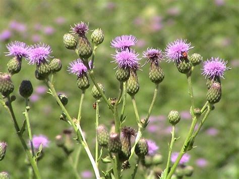 Noxious Weeds Adams County Extension