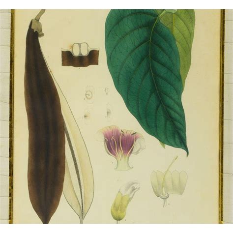 19th Century Hand Colored Lithograph Of A Bignonia Botanical Specimen By Nathaniel Wallich