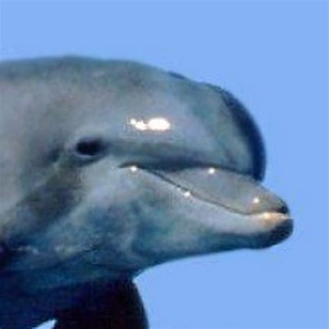 Retarded Dolphin Gaming 123 Youtube