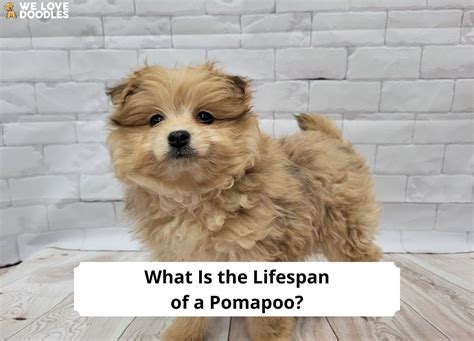 What Is The Lifespan Of A Pomapoo We Love Doodles