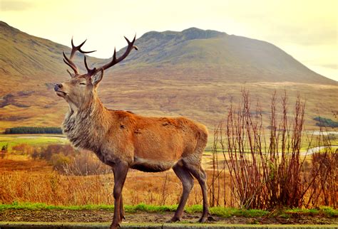 Itap Of A Red Stag In Scotland Ritookapicture