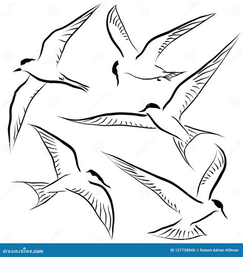 Flying Tern Sketches Stock Vector Illustration Of Wildlife 127758048