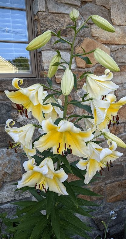 Help Me Identify This Giant 6 Ft Tall Lily Rgardening
