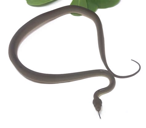 Olive Python Het Albino Female Dynasty Reptiles