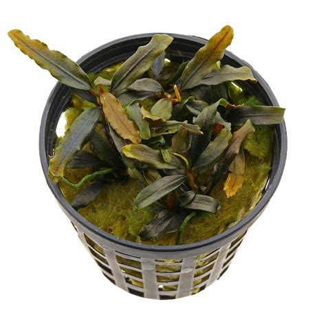 Bucephalandra Sp Mini Catherinae Aquasabi Aquascaping Shop