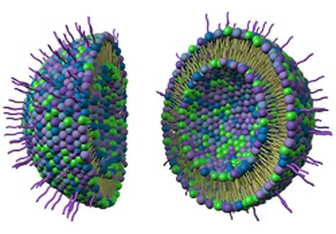 Creative Biostructure Protein Structure And Characterization Drug Discovery