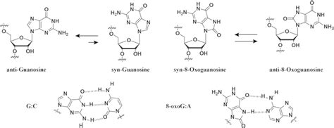 N Glycosidic Bond Structure Of Purine And Pyrimidine Nucleotides