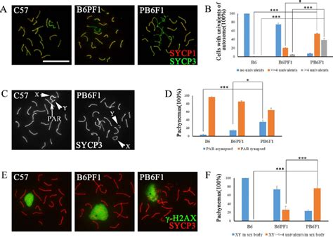 Asynapsis Of Chromosomes And Disturbance Of The Sex Body In Sterile