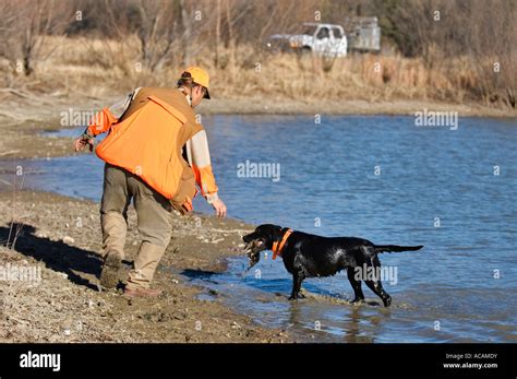 Black Labrador Retriever Making Water Retrieve Back To Handler During