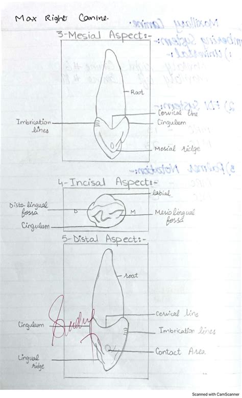 Solution Tooth Morphology 1 Studypool