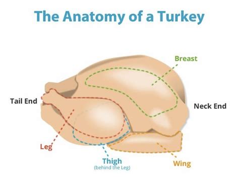 Anatomy Of A Turkey Best Roasted Turkey Roasted Turkey Good Roasts