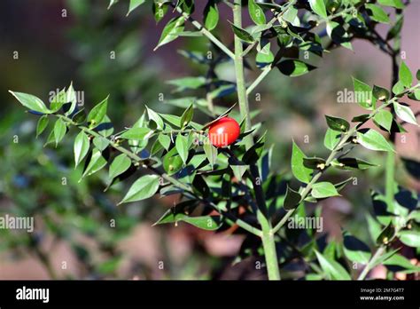butcher's-broom, Stechender Mäusedorn, Fragon petit-houx, Ruscus ...