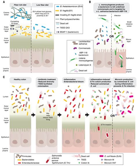 What Is Microbial Antagonism At Sarah Dobell Blog