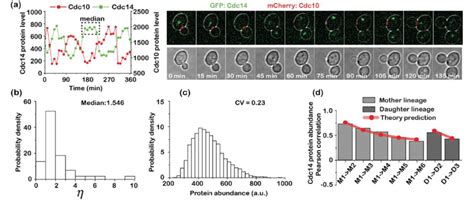 Protein Memory Of The Cdc14 In Cell Lineages A Right Panel A