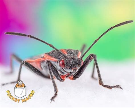 A Close Up Of A Bug On A White Surface With A Rainbow In The Background